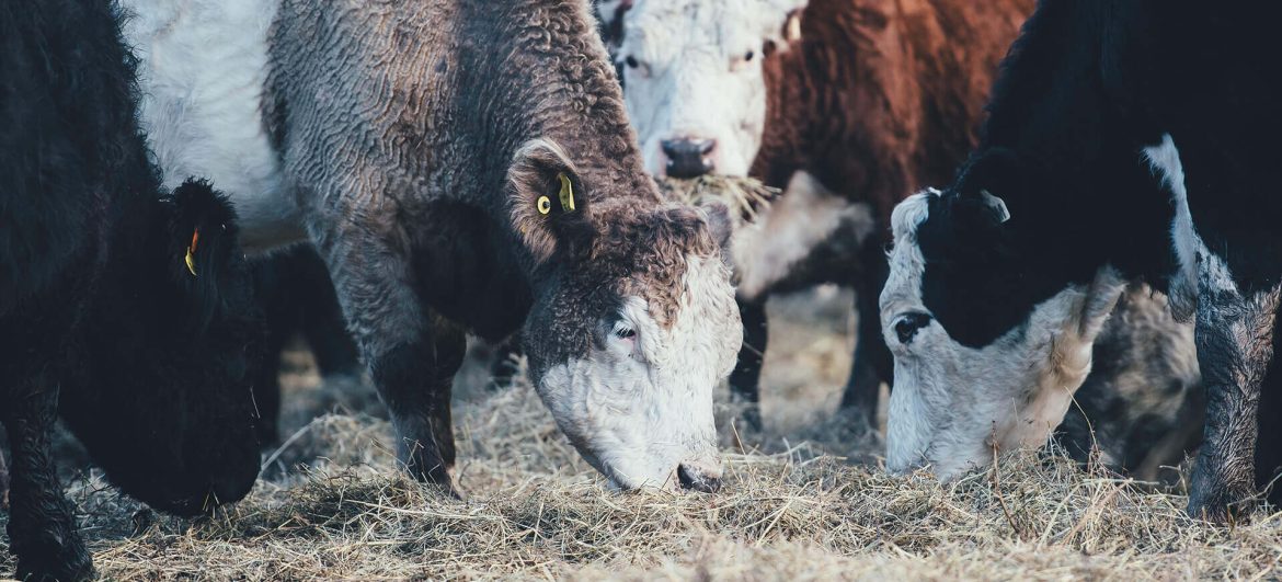 dairy farming - Moon Meadow Farms
